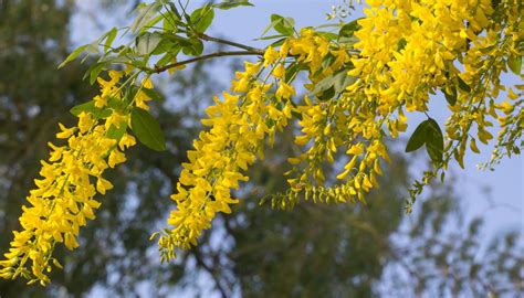 Árbol Lluvia De Oro Despliegue Mágico De Flores Amarillas Concienciaeco
