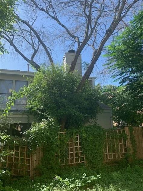 Epicormic Sprouts — Jammieson Taylor