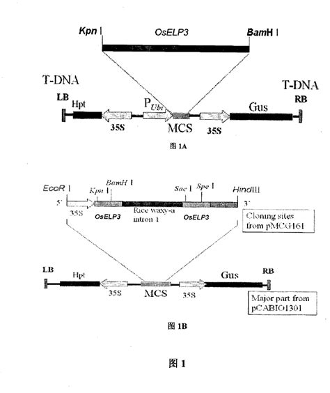 Use Of Histone Acetylation Enzyme Gene Oselp3 In Rice Anthesis