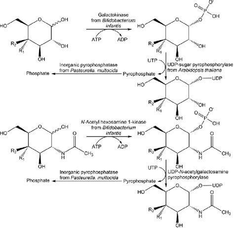 Enzymatic Synthesis Of Uridine 5′ Diphosphate Sugars As Examples Of Download Scientific Diagram