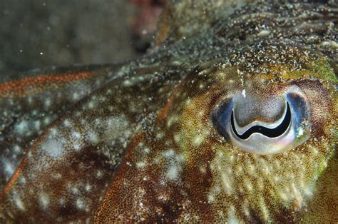 Real Monstrosities Common Cuttlefish