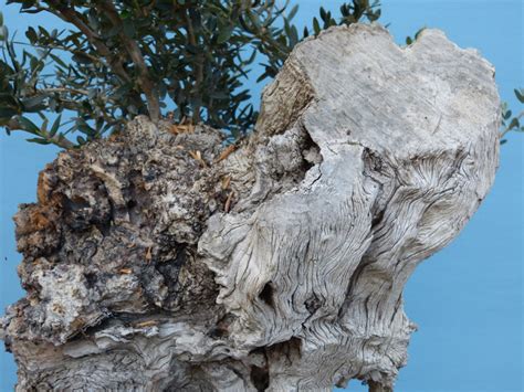 Bonsai From A Stump Graham Potter Kaizen Bonsai Blog