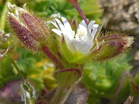 Photographs Of Cerastium Diffusum Uk Wildflowers Glandular Hairs