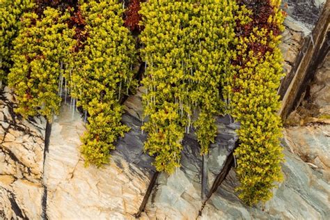 10 Cold Isicles Background Royalty Free Photos And Stock Images