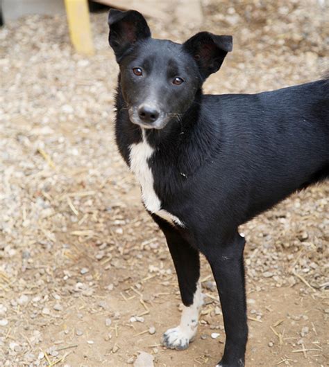 Приют для собак и кошек "Vetland Adoption"