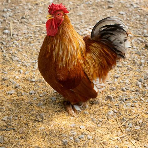 14 Gorgeous Red Chicken Breeds Farmhouse Guide