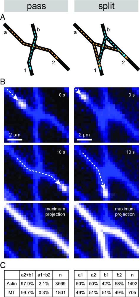 Performance Of Pass Junctions Left And Split Junctions Right With Download Scientific