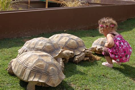 African Sulcata Tortoise Size