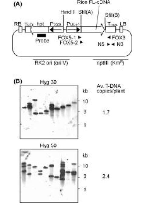Transformation Of Rice With Pricefox A Binary Ti Plasmid Vector For Download Scientific