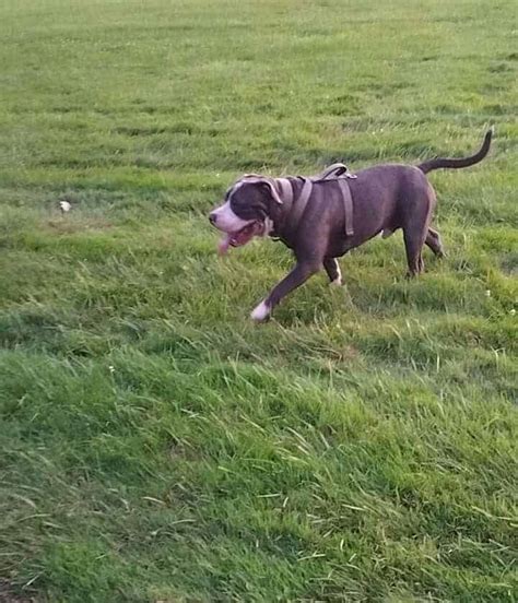 Ghost Needs A New Loving Home