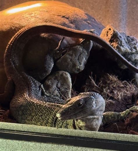 Varanus Indicus Mangrove Monitor