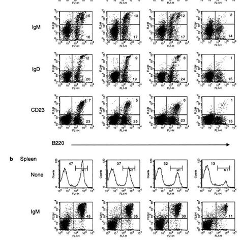 B Cell Development In Mice Of The Different Genotypes A Bone Marrow