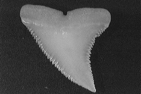 Blue Shark Teeth