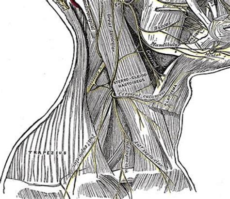 5 15 Supraclavicular Flap For Head And Neck Reconstruction Medicine