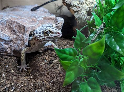 Leopard Gecko Breeding Season Ovulation Eggs And What To Expect