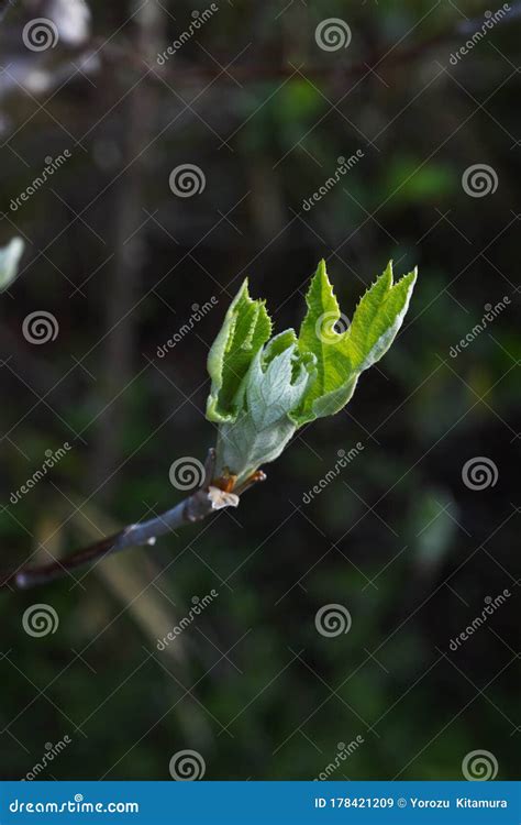 Hydrangea Quercifolia Sprouts Stock Image Image Of Macro Season