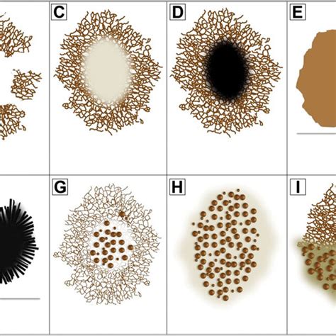 Most Frequent Patterns Encountered In Acquired Nevi Including Download Scientific Diagram Most Frequent Patterns Encountered In Acquired Nevi Including Download Scientific Diagram