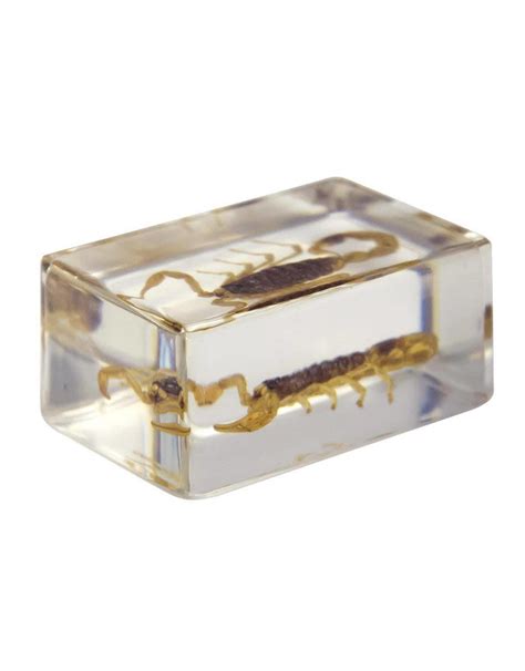 3d Bug Specimen Kit 1 Camera Concepts And Telescope Solutions