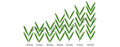 Conceptual Diagram Of The Leaf Sampling Procedure Each Plant In The