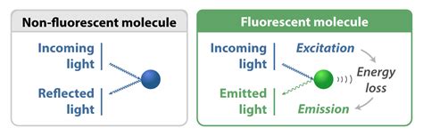 Fluorescence Imaging Explained Microscopic Life In Many Colors Morgridge Institute For Research