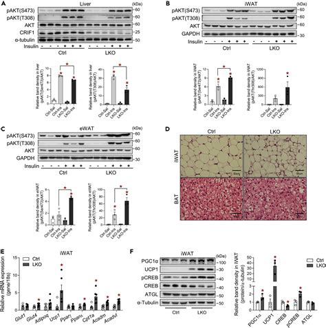 Differential Roles Of Gdf15 And Fgf21 In Systemic Metabolic Adaptation