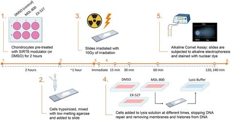 Sirtuin 6 Activation Rescues The Age Related Decline In Dna Damage