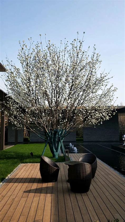 丛生八棱海棠 花瓣网