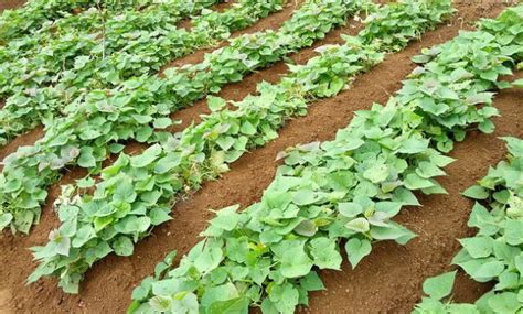 Klasifikasi Dan Morfologi Tanaman Ubi Cilembu Ilmu Pertanian
