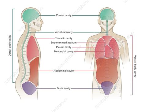 Terminology Body Cavities Dorsal Cavity Cranial Cavity Orbital Cavity