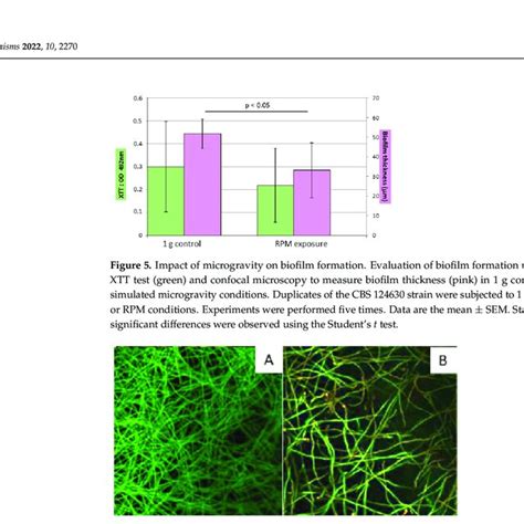 Impact Of Microgravity On Biofilm Density Observation Using Confocal Download Scientific