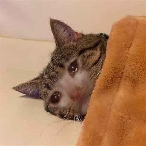 30 Foto Pp Wa Kucing Lucu Imut Gemoy Sedih Oren Kacamata