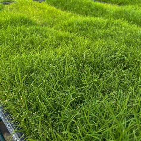 8 Ways To Identify High Pollen Plants In Your Yard