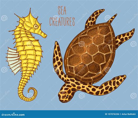 Cheloniidae Turtle Wildlife Silhouette Symbol Icon Logo Cartoon