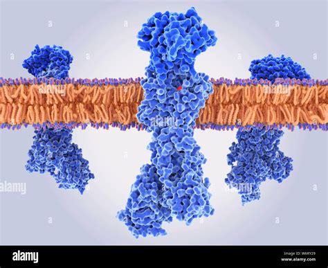Gastric Proton Pump Inhibitor Illustration The Gastric Proton Pump Is A Hydrogen Potassium