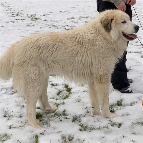 Fotod Tomi Ja Anni Rahula Vajavad Pereliikme Leidmisel Abi Kõik Jagajad Abiks