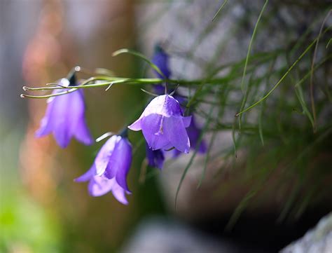 How To Grow And Care For Blue Bell Flowers Complete Guide