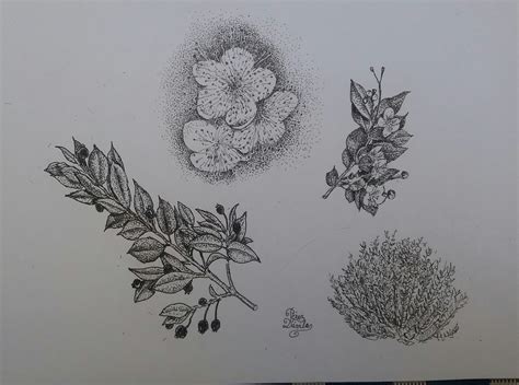 Dávila Botánico Mirto Arrayan