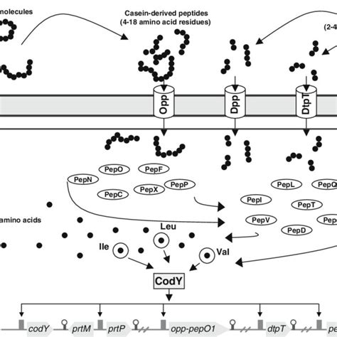 Pdf Proteolytic Systems Of Lactic Acid Bacteria