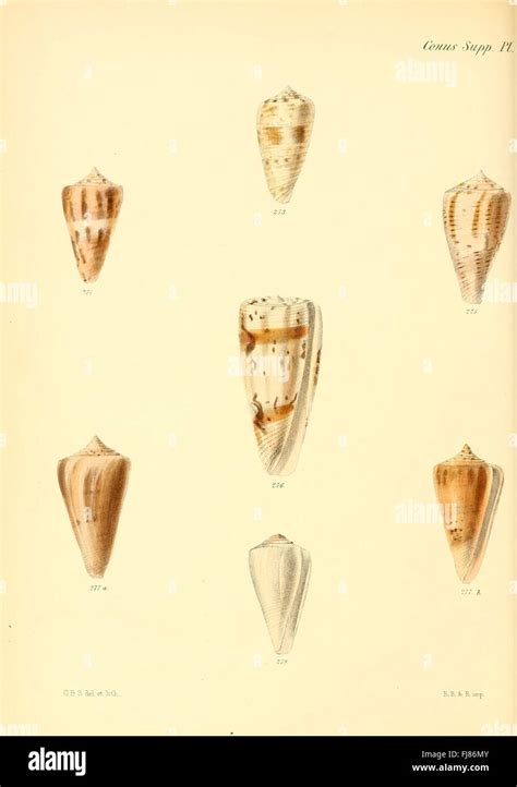 A Detailed Work Illustrating The Shells Of Molluscous Animals Focusing