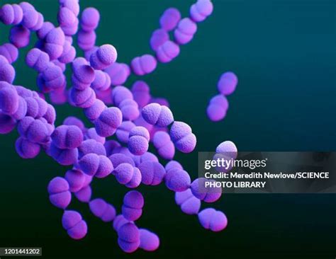 Streptococcus Pneumoniae Under Microscope