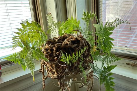 Rabbits Foot Fern Will Produce More Foliage After Dividing Inforum