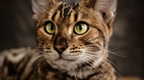 The Ultimate Guide To Bengal Cat Care In 2025 Pawoem
