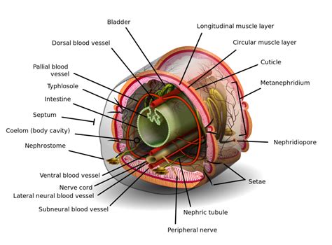 Phylum Annelida Definition Characteristics Classification Examples Biology Notes Online