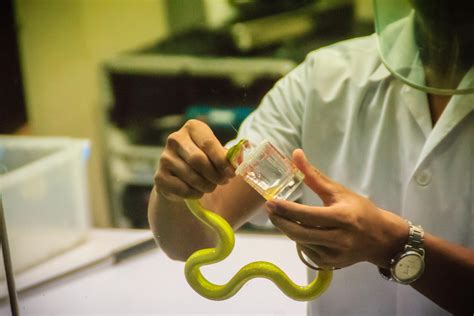 Varicele Gastrice Tratament Endoscopic Eficient