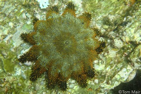 Acanthaster Brevispinus Fisher 1917 Solitary Islands Underwater