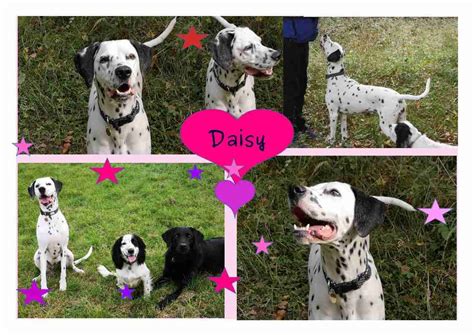 Daisy 4 Year Old Female Dalmatian Available For Adoption