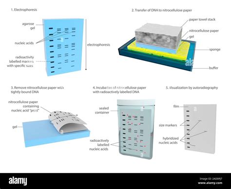 Southern Blot Dna Analysis Illustration Enzymes Are Used To Fragment