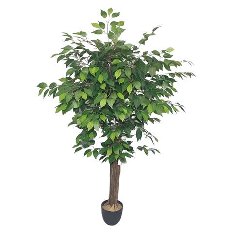 Ficus 5ft Syolo Life Path