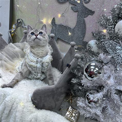 Princess Cecily Did You Hear The Good Mews Todays Friday Which