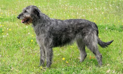 Black Irish Wolfhound Mix